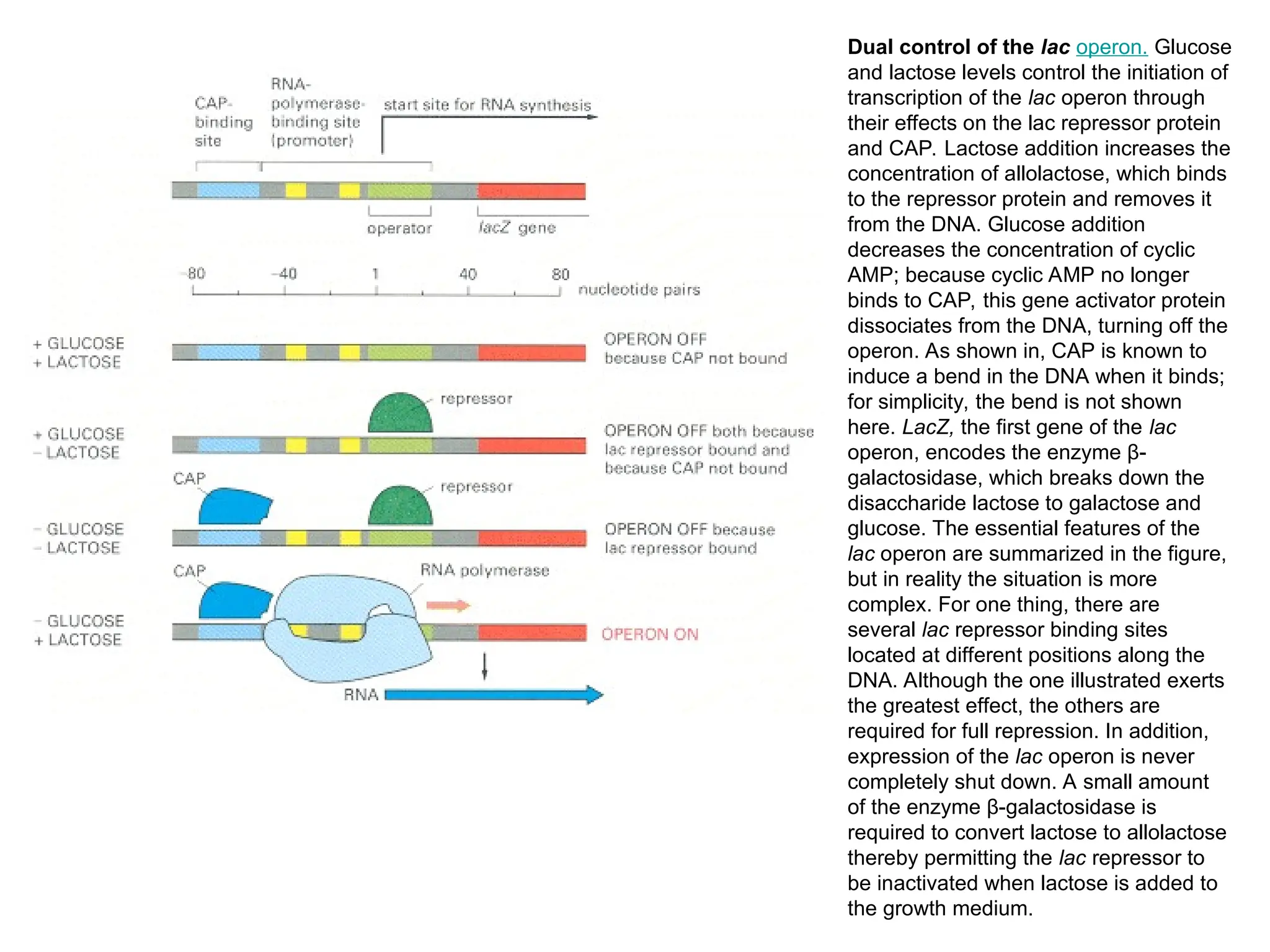 Lac operon_basics_concept_diauxic growth curve.ppt