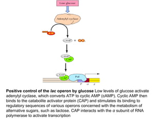 Lac operon_basics_concept_diauxic growth curve.ppt