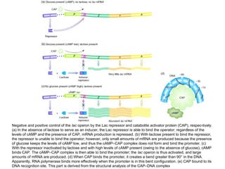 Lac operon_basics_concept_diauxic growth curve.ppt