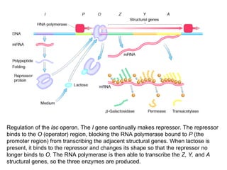 Lac operon_basics_concept_diauxic growth curve.ppt
