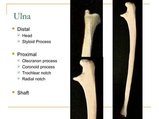 upper limb anatomy and radiological master in upper limb | PPT