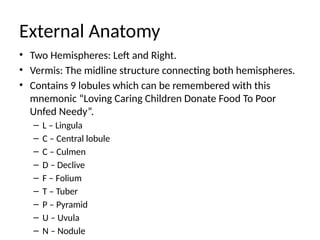 9. Cerebellum lobes of the cerebellum .pptx