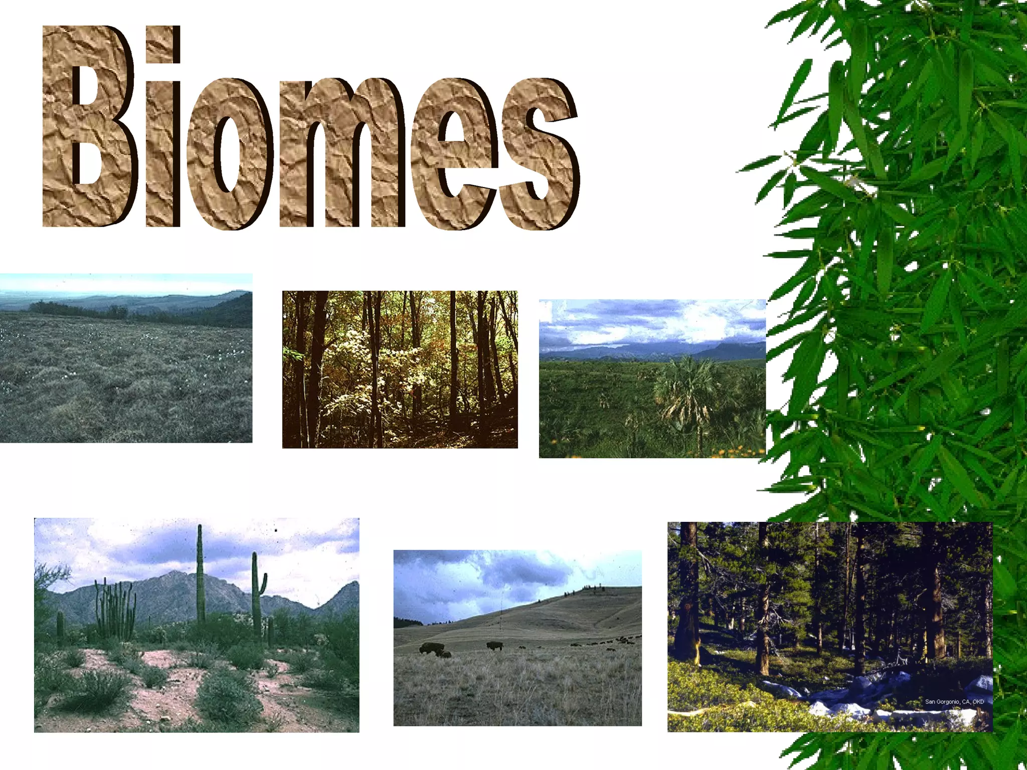 Terrestrial biomes | PPT