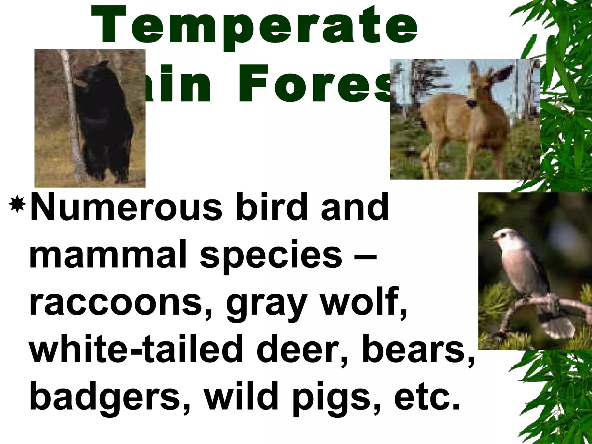 Terrestrial biomes | PPT