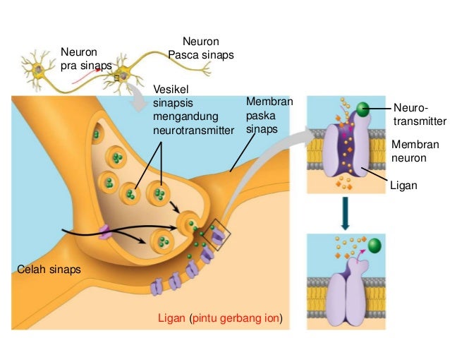 9 3. sistem koordinasi