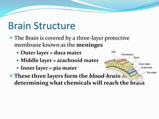 9.3 the brain | PPTX