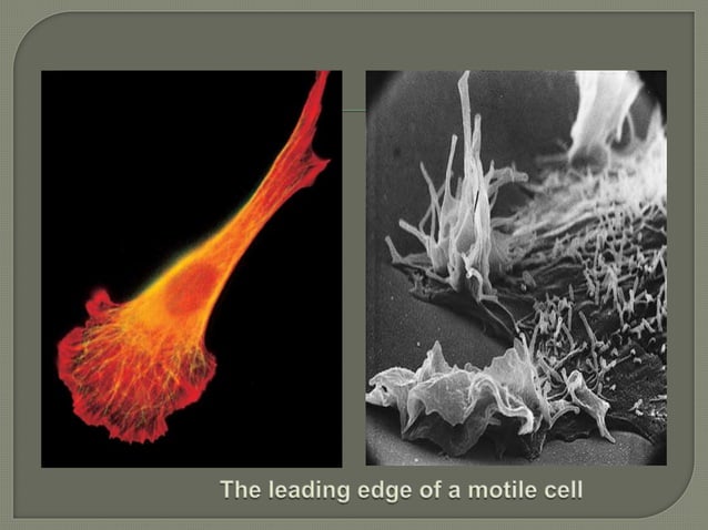 nonmuscle motility | PPTX | Biological Sciences | Science