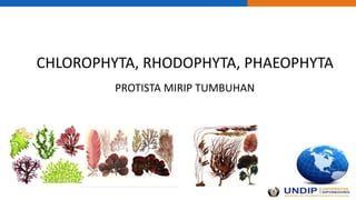 9-ALGA (CHLOROPHYTA_RHODOPHYTA_PHAEOPHYTA).pdf