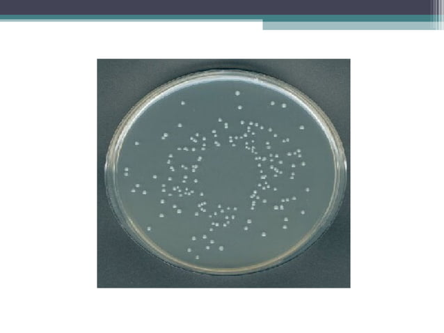 bacterial_count.ppt lllllllllllllllllllll | PPT