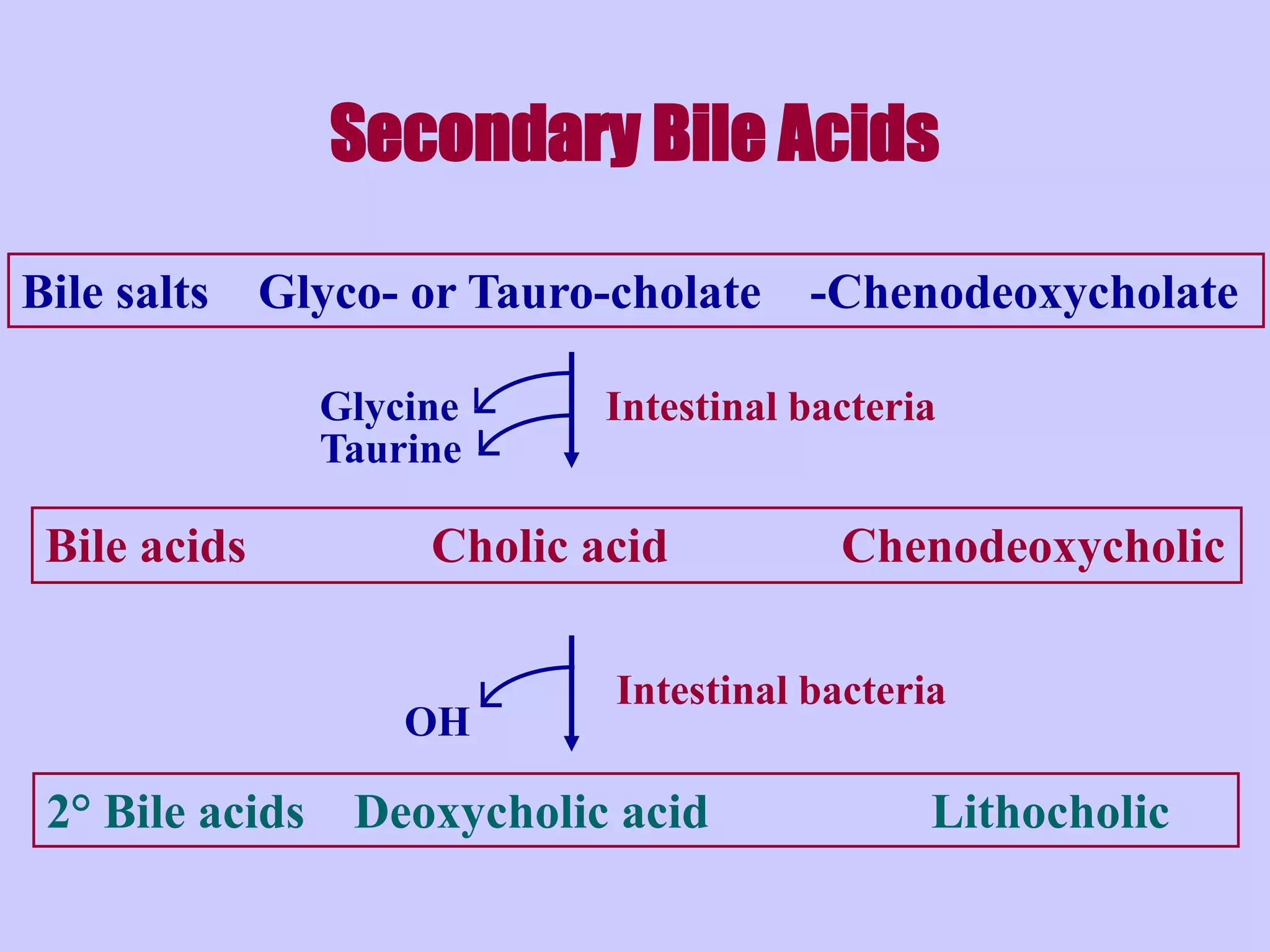 Bile acids and salts.pptx
