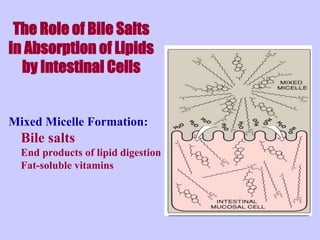 Bile acids and salts.pptx