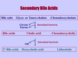 Bile acids and salts.pptx