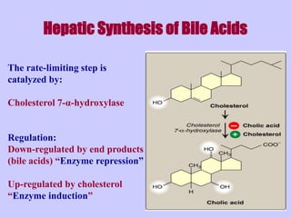 Bile acids and salts.pptx