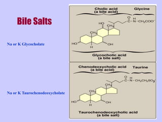 Bile acids and salts.pptx