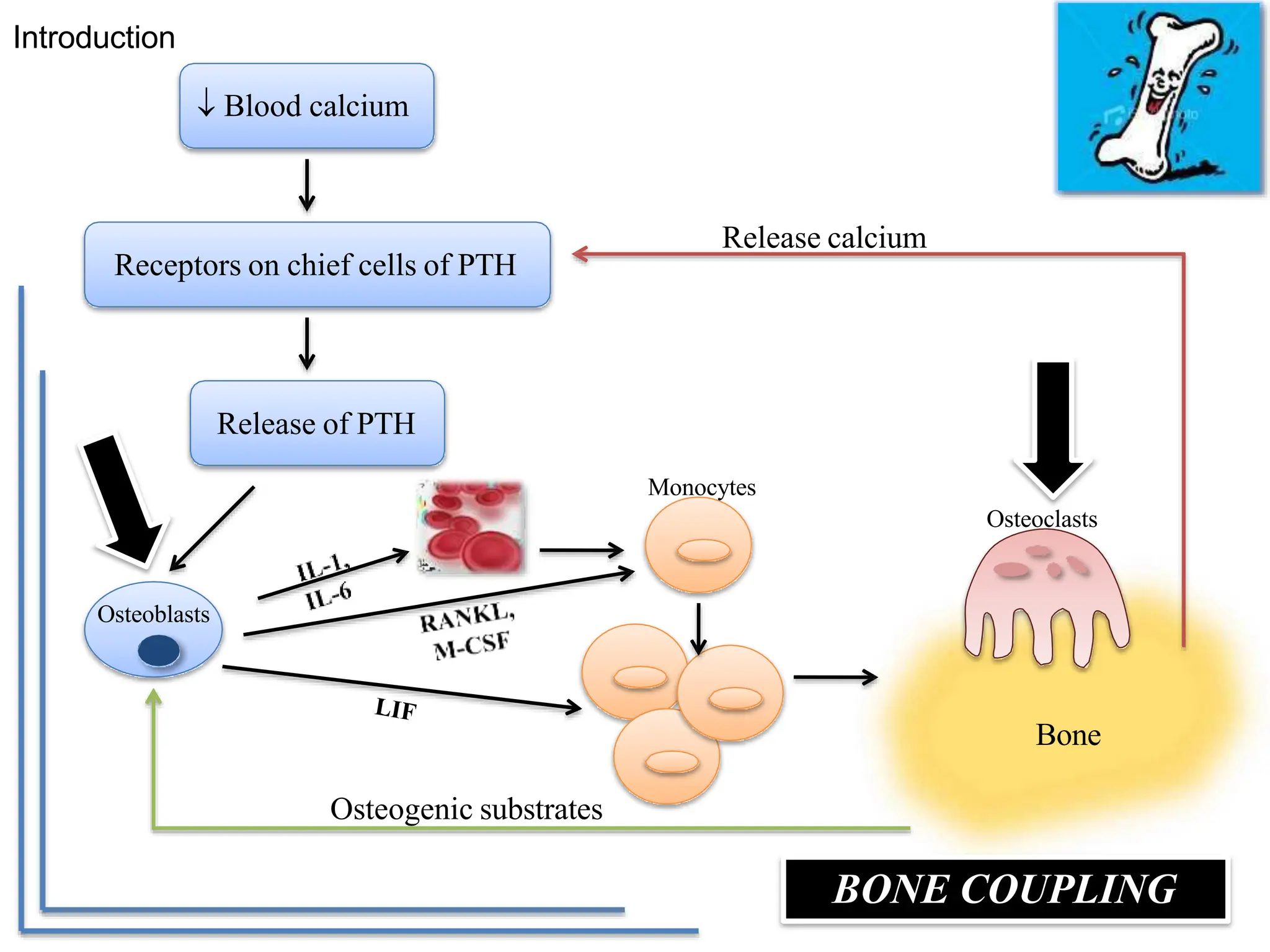 9-bonelosspatterns-read-160503155301.pptx