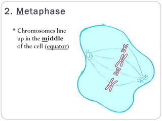 9 cell cycle-mitosis | PPT