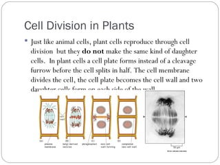 9 cell cycle-mitosis | PPT