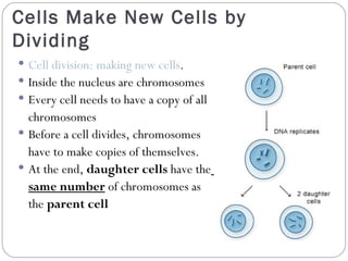 9 cell cycle-mitosis | PPT