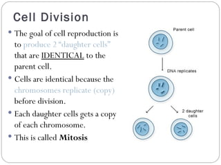 9 cell cycle-mitosis | PPT
