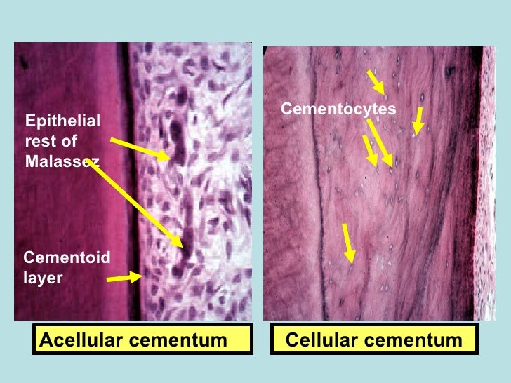 9 cementum