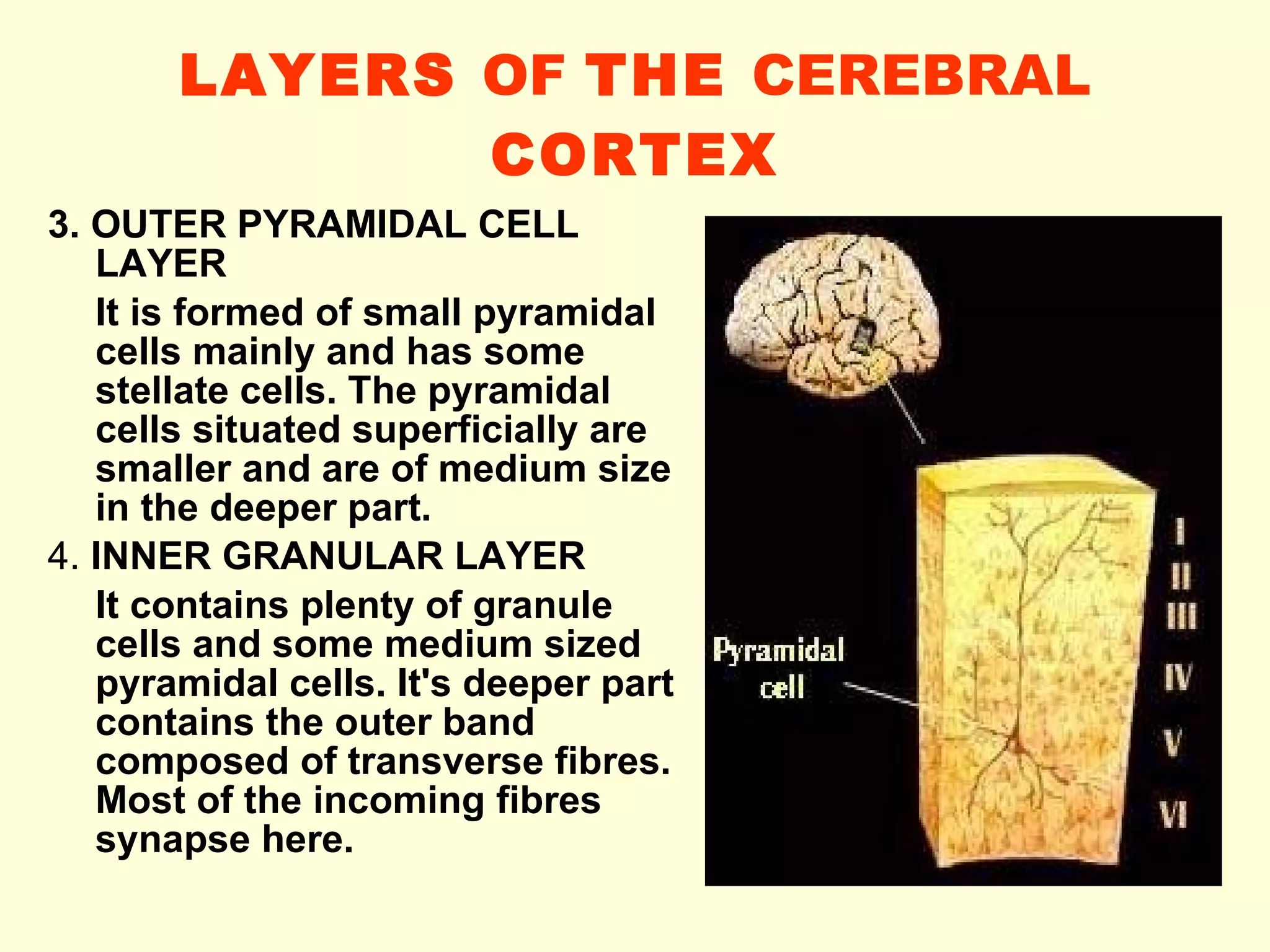 9. cerebral cortex-08-09 | PPT | Brain and Nervous System Disorders ...