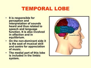 9. cerebral cortex-08-09 | PPT