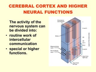 9. cerebral cortex-08-09 | PPT