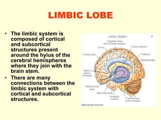 9. cerebral cortex-08-09 | PPT
