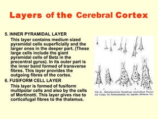 9. cerebral cortex-08-09 | PPT