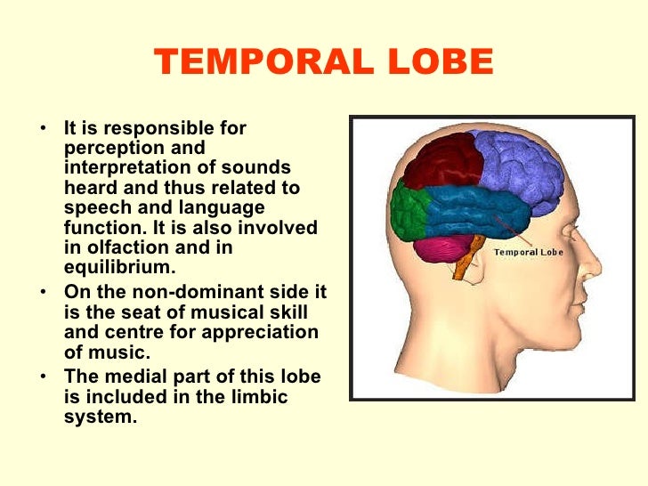 9. cerebral cortex-08-09