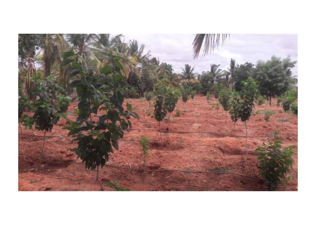 9 chapter silkworm rearing plan , rearing house plan and equipments | PPTX