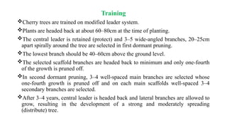 Pruduction technology of Cherry fruit by Rashad Ahmad Sherzad.pptx