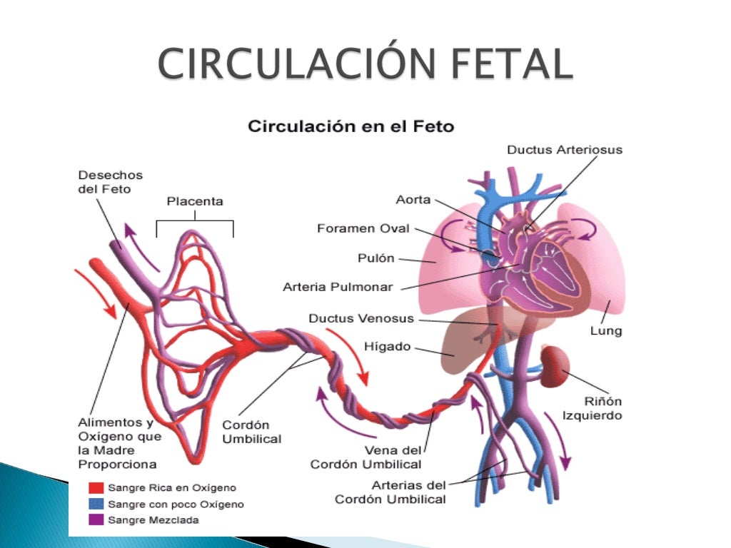 9. Circulacion Fetal