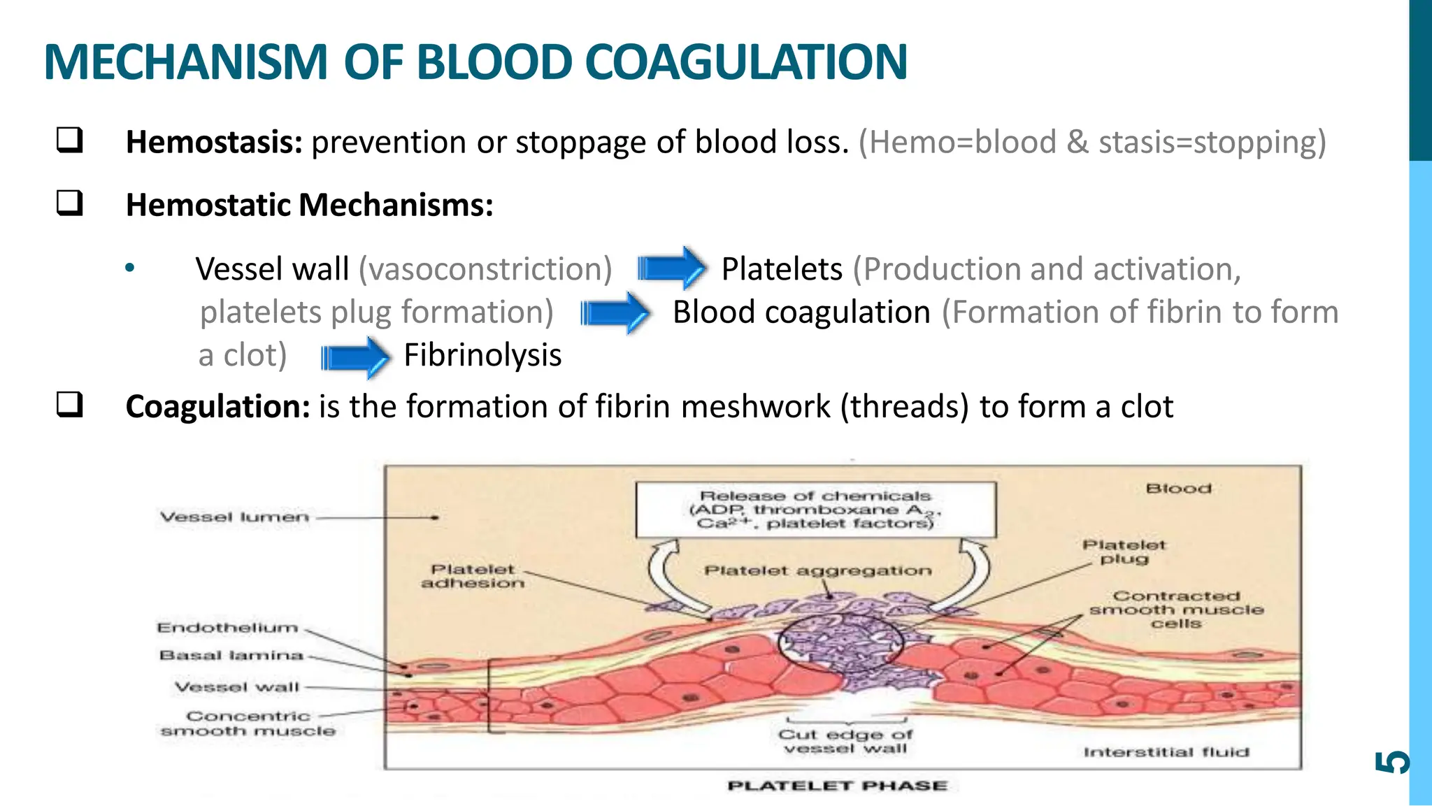 9-Coagulation mechanism.pptx nbhghhrygdch | PPT
