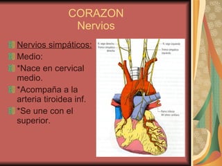 9. Corazon | PPT