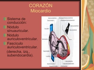 9. Corazon | PPT