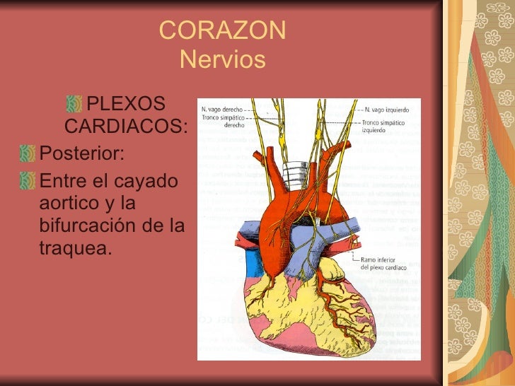 9. Corazon