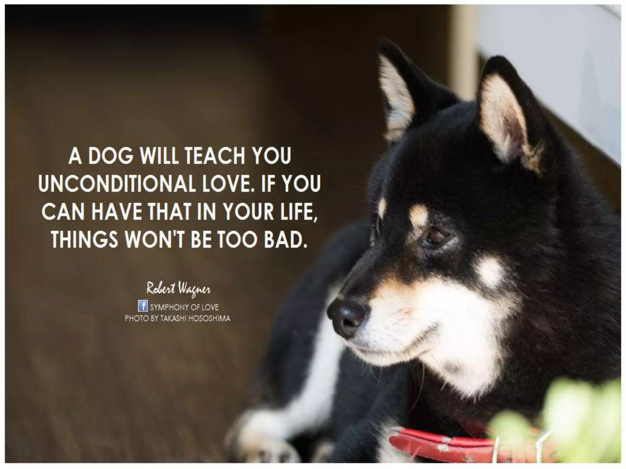 9 dog-love-quotes-that-will-make-you-to-love-them | PPT