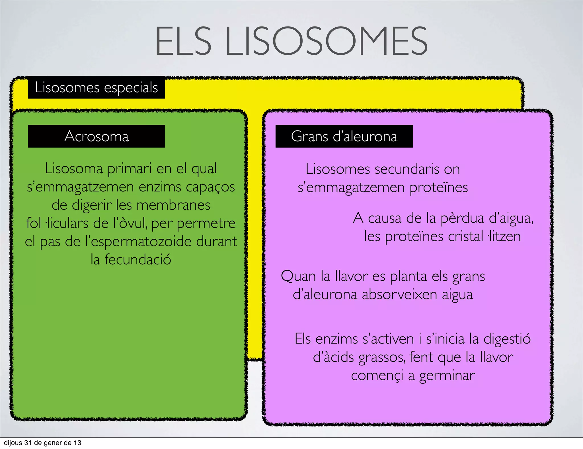 45. Els lisosomes | PDF