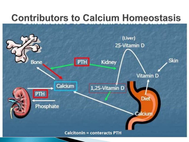 9-ENDOCRINE FUNCTIONS OF THE KIDNEYS LECTURE.ppx.pptx | Endocrine and Metabolic Diseases ...