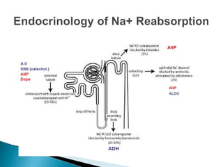 9-ENDOCRINE FUNCTIONS OF THE KIDNEYS LECTURE.ppx.pptx
