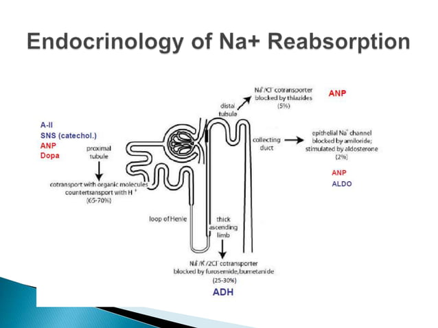 9-ENDOCRINE FUNCTIONS OF THE KIDNEYS LECTURE.ppx.pptx | Endocrine and Metabolic Diseases ...