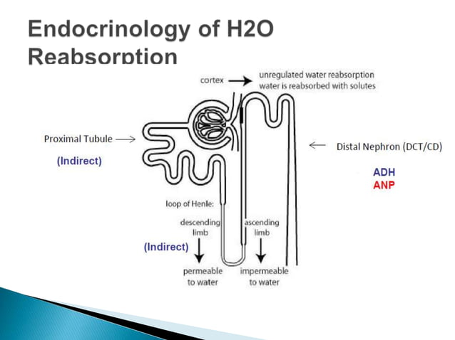 9-ENDOCRINE FUNCTIONS OF THE KIDNEYS LECTURE.ppx.pptx | Endocrine and Metabolic Diseases ...