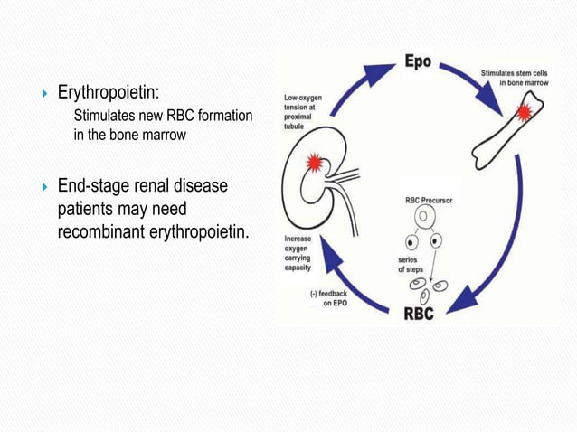 9-ENDOCRINE FUNCTIONS OF THE KIDNEYS LECTURE.ppx.pptx | Endocrine and Metabolic Diseases ...