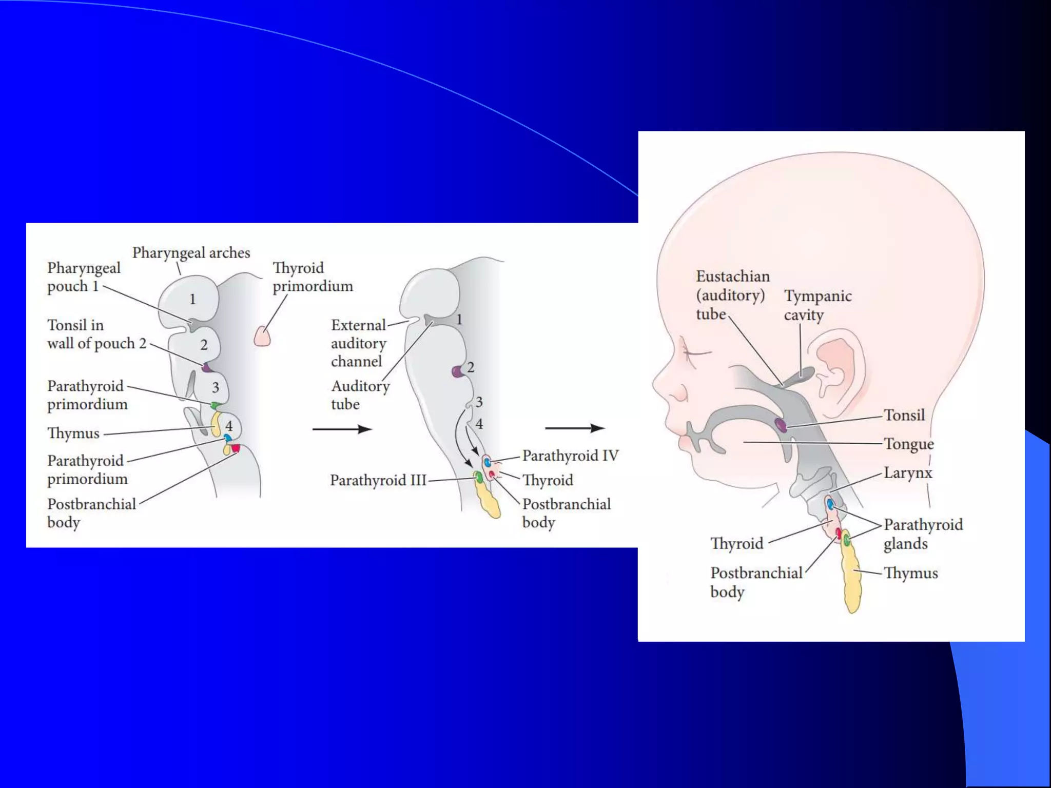 9 - Endodermal derivatives-53.ppt