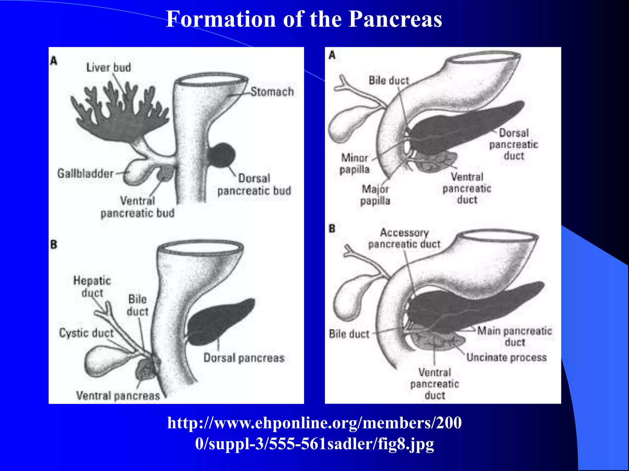 9 - Endodermal derivatives-53.ppt