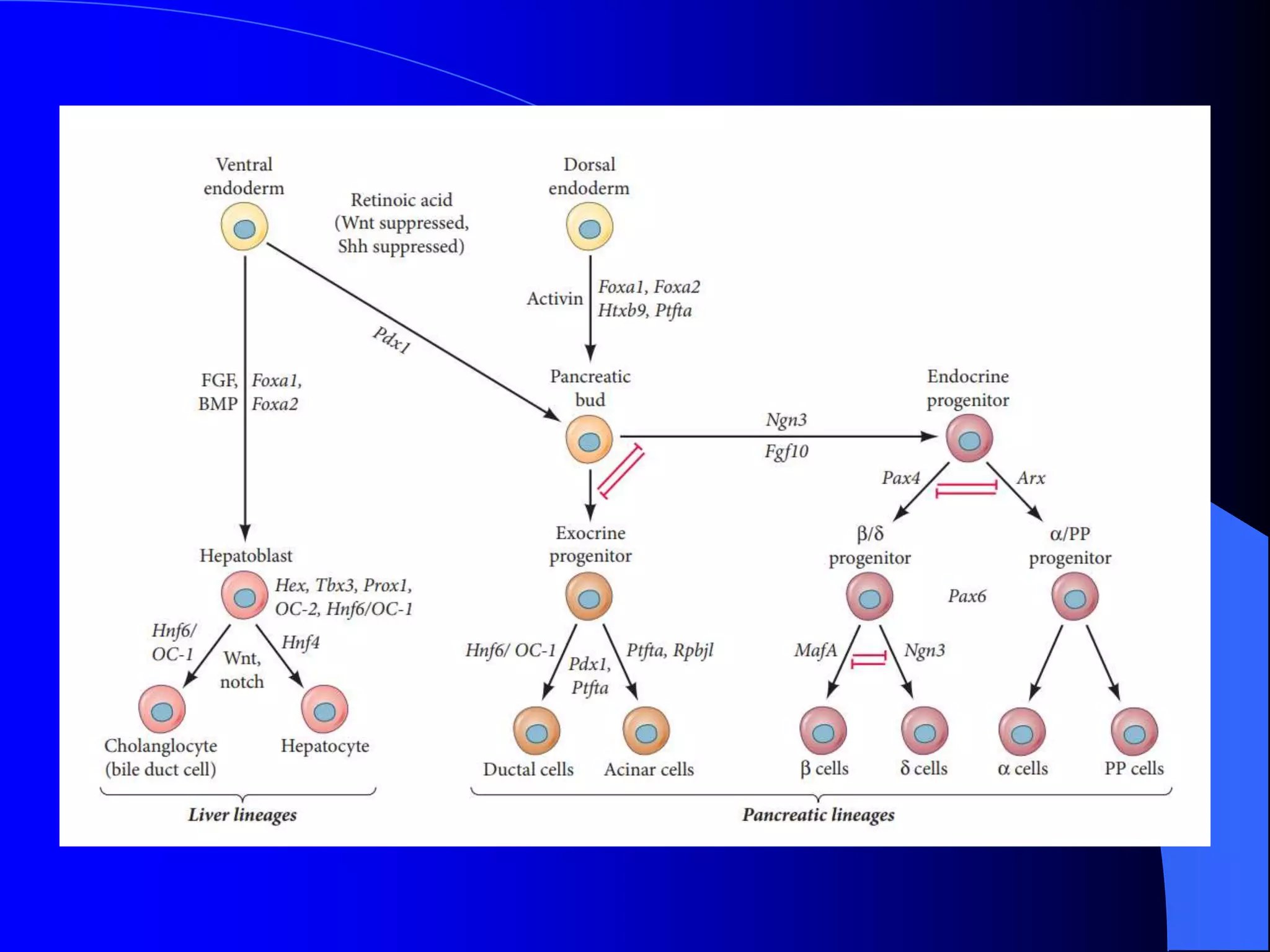 9 - Endodermal derivatives-53.ppt