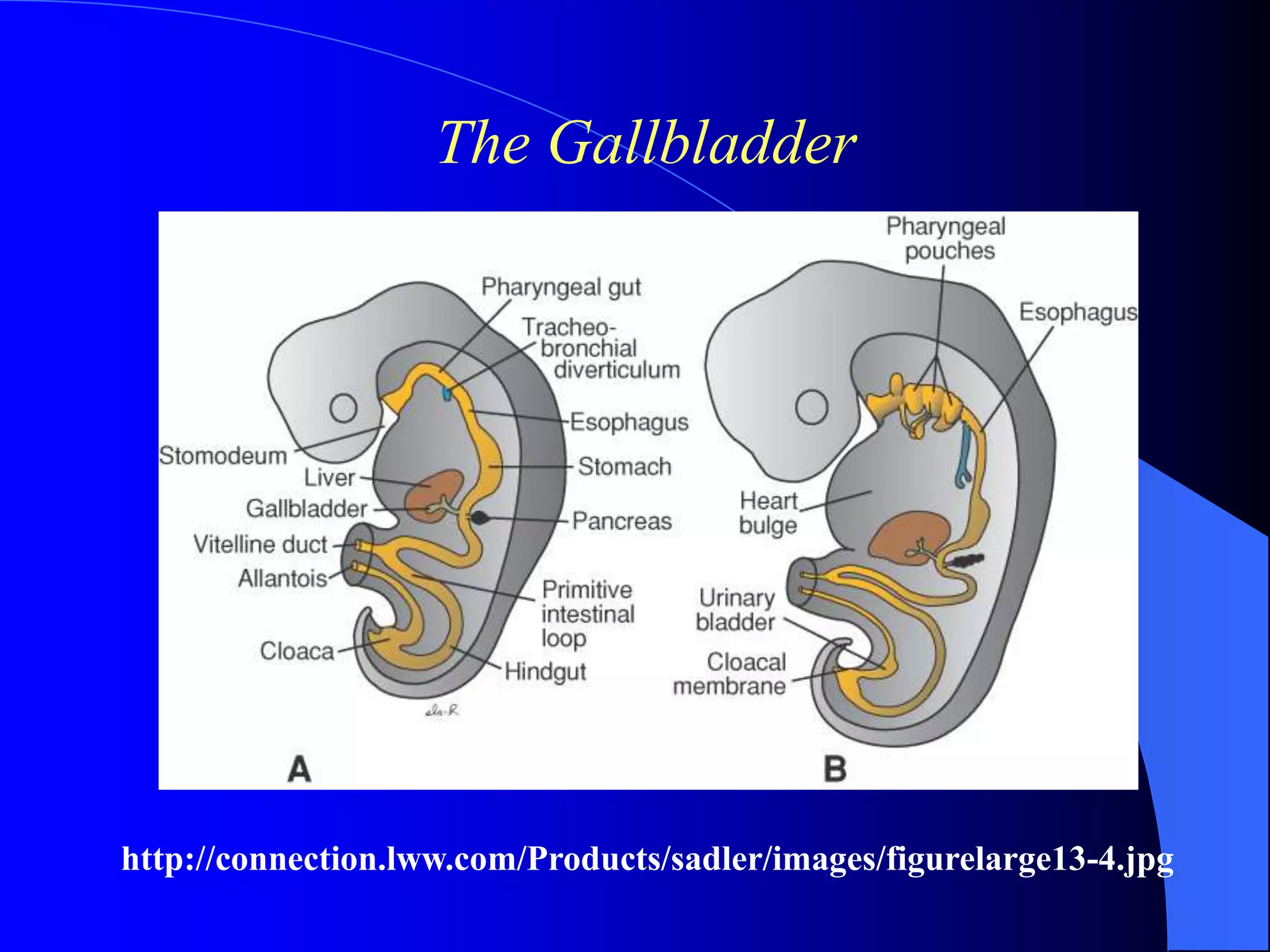 9 - Endodermal derivatives-53.ppt