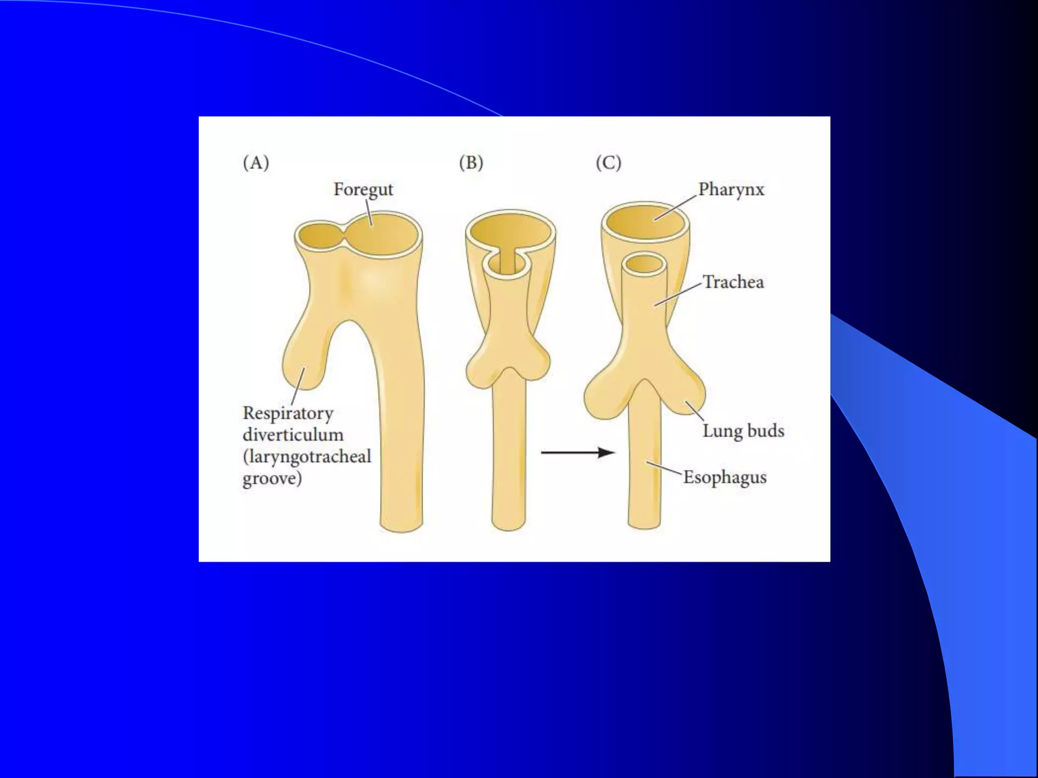 9 - Endodermal derivatives-53.ppt
