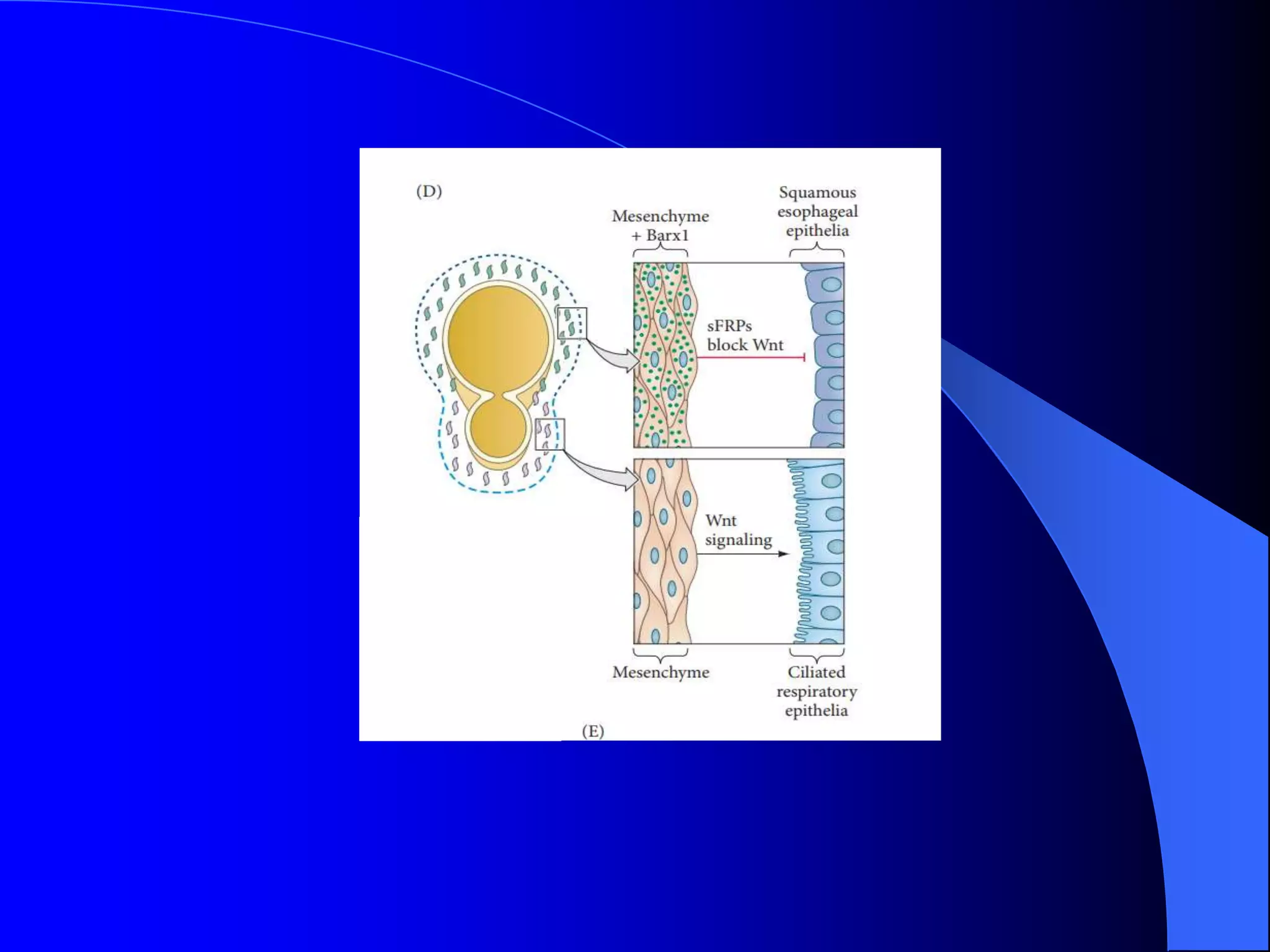 9 - Endodermal derivatives-53.ppt